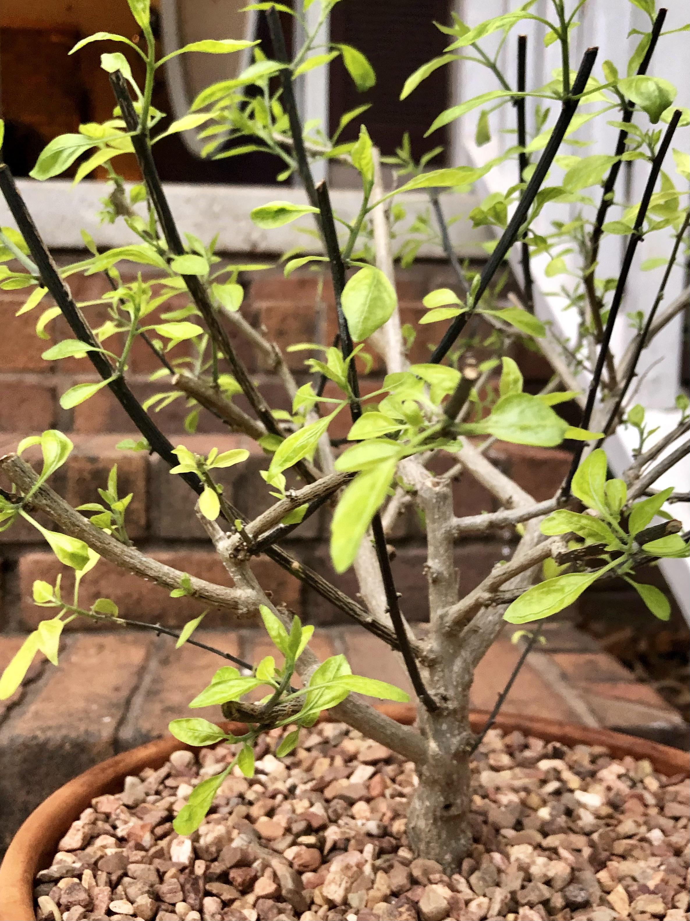 18 month old Tepin chile | Scrolller