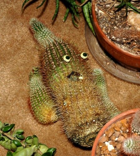 [18+] [trigger warning] help identify cactus ?? | Scrolller