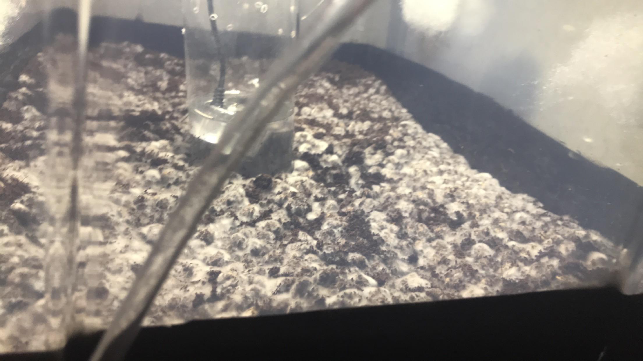 1st grow. Day 3 after mixing grain spawn with substrate. | Scrolller