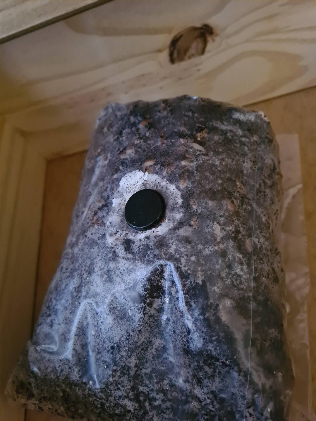 1week in how does it look?can see the first mycelium growth | Scrolller