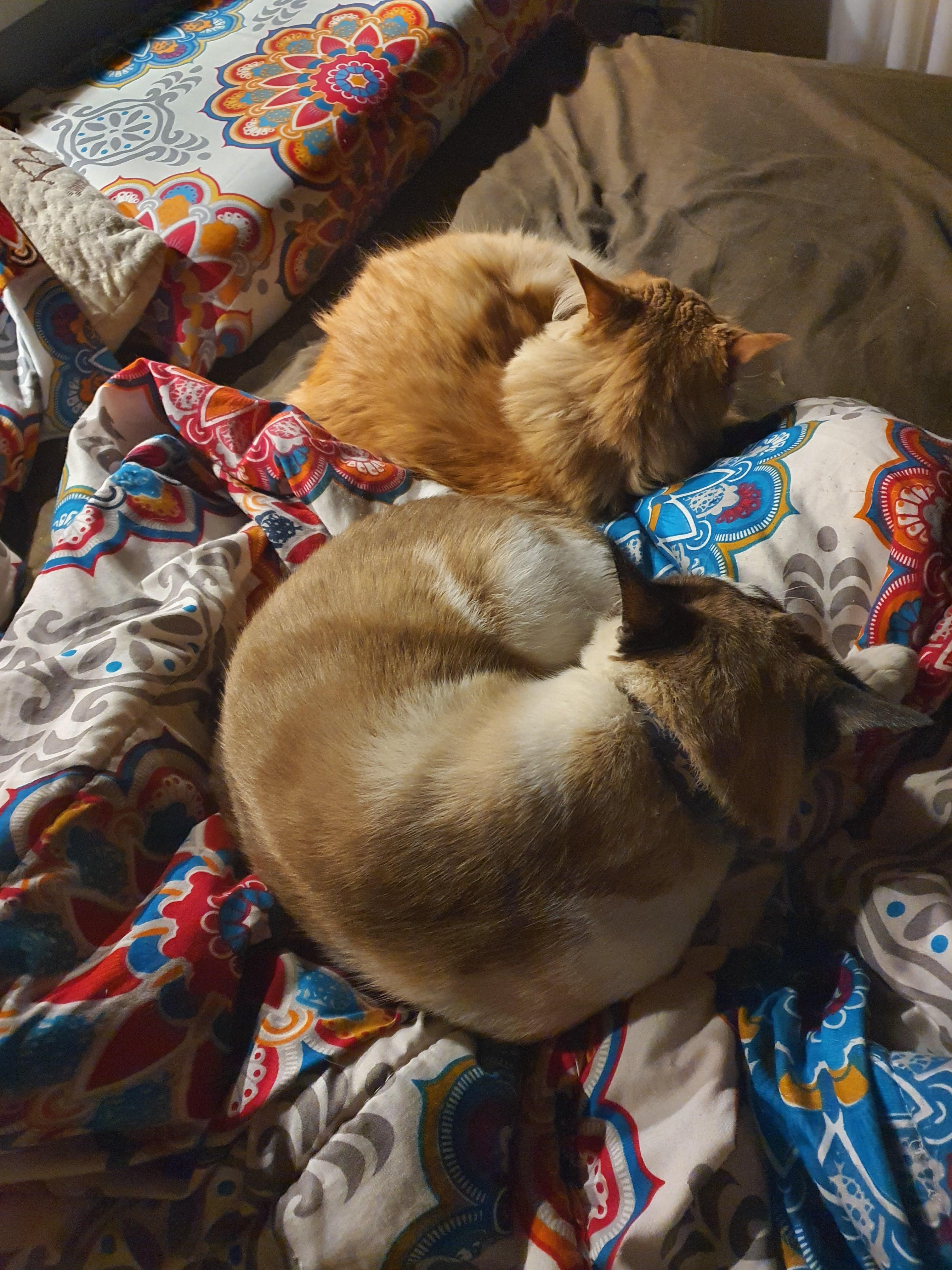 2 for 1 special it seems | Scrolller