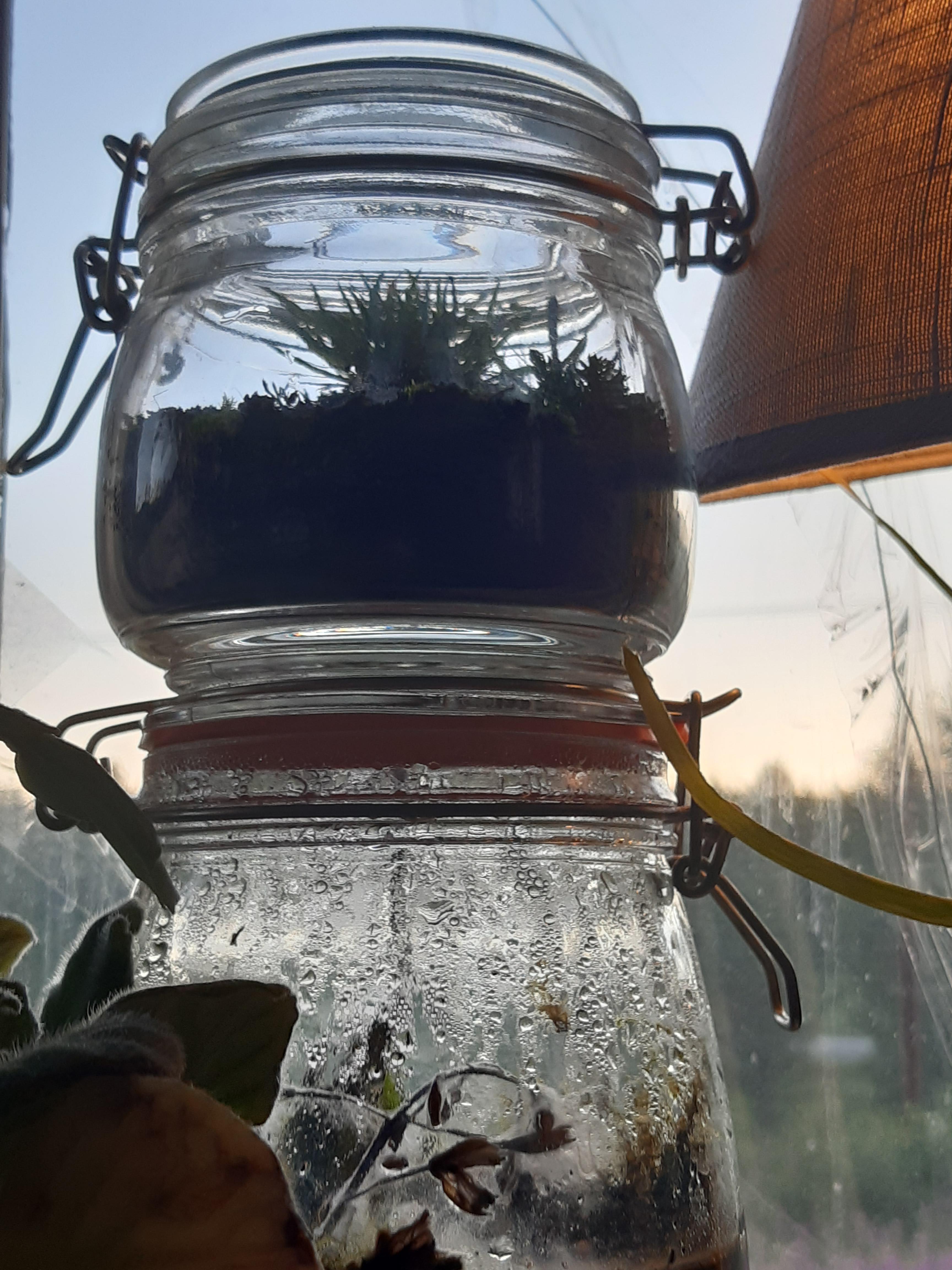 2 story Terrarium in 2 jars | Scrolller