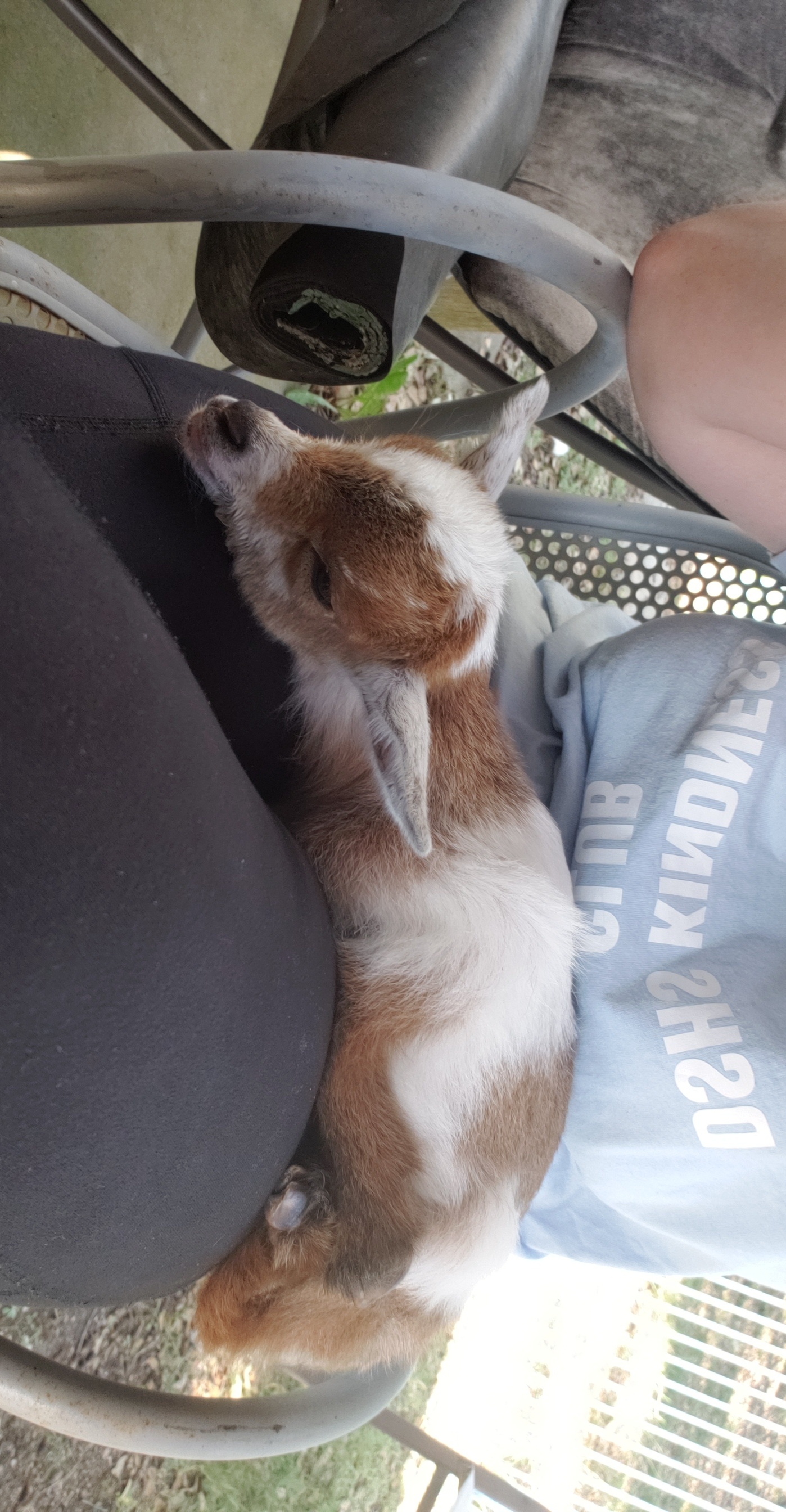 2 week old Nigerian Dwarf doe :) also I have a question about bottle feeding in the comments ...