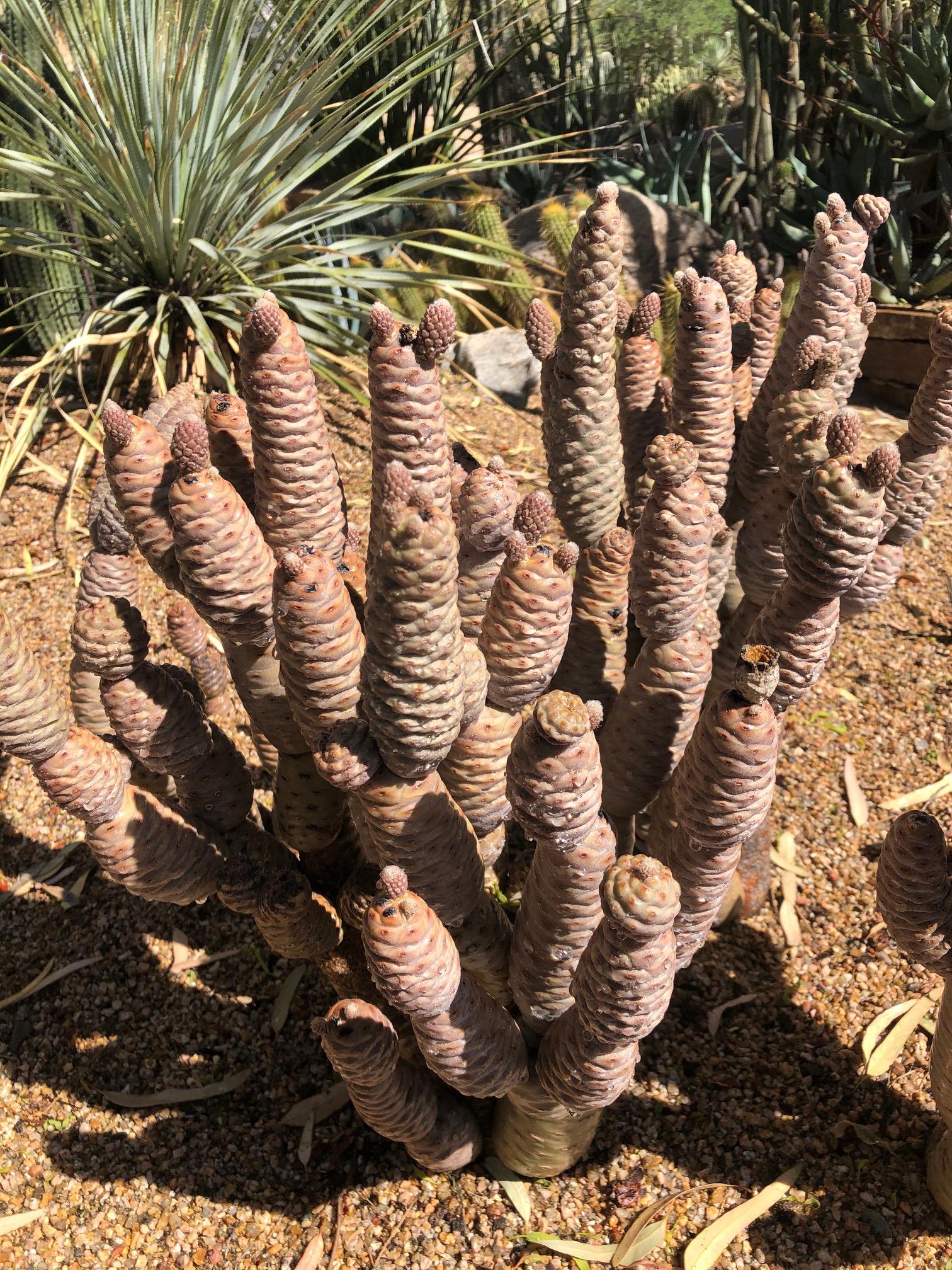 25 year old pinecone cactus | Scrolller
