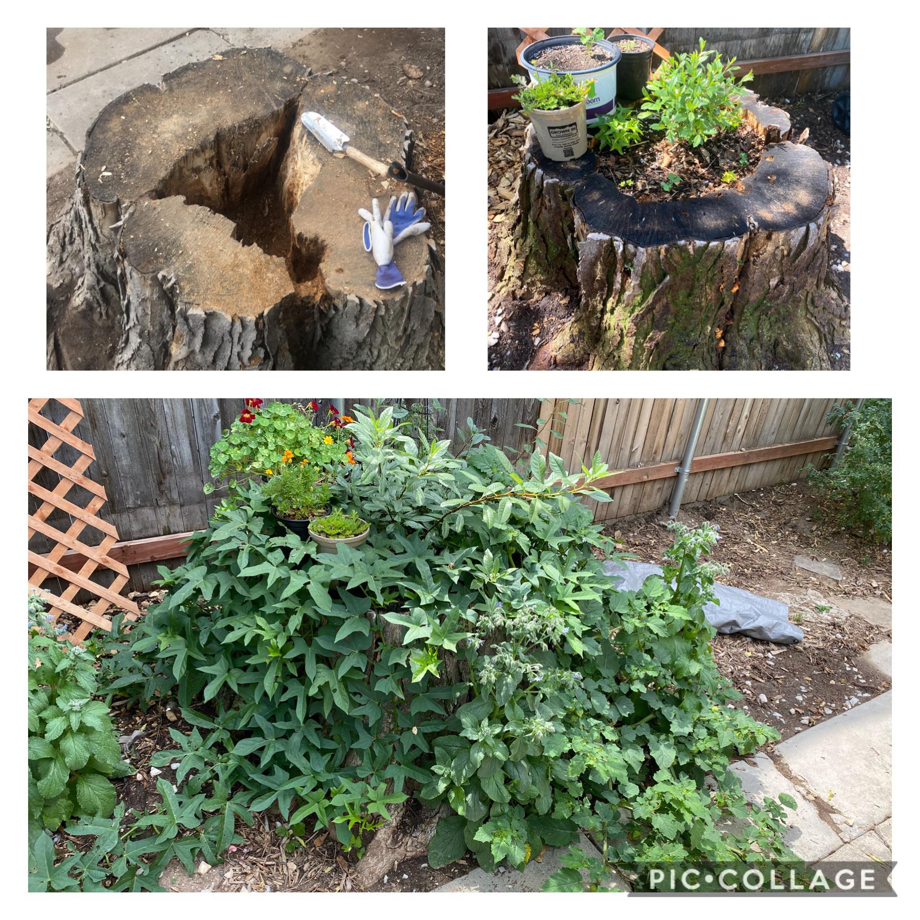 4 month transformation of rotting tree stump | Scrolller