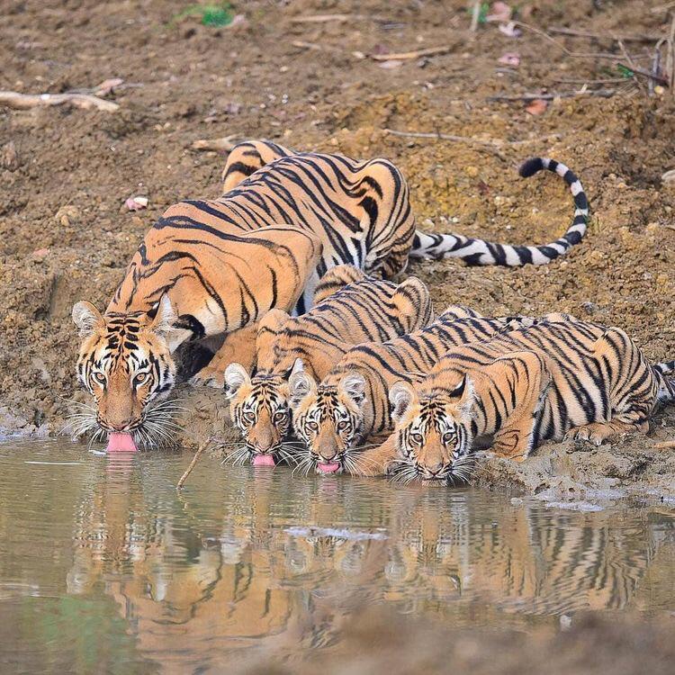 4 thirsty tigers hydrating at a water hole | Scrolller