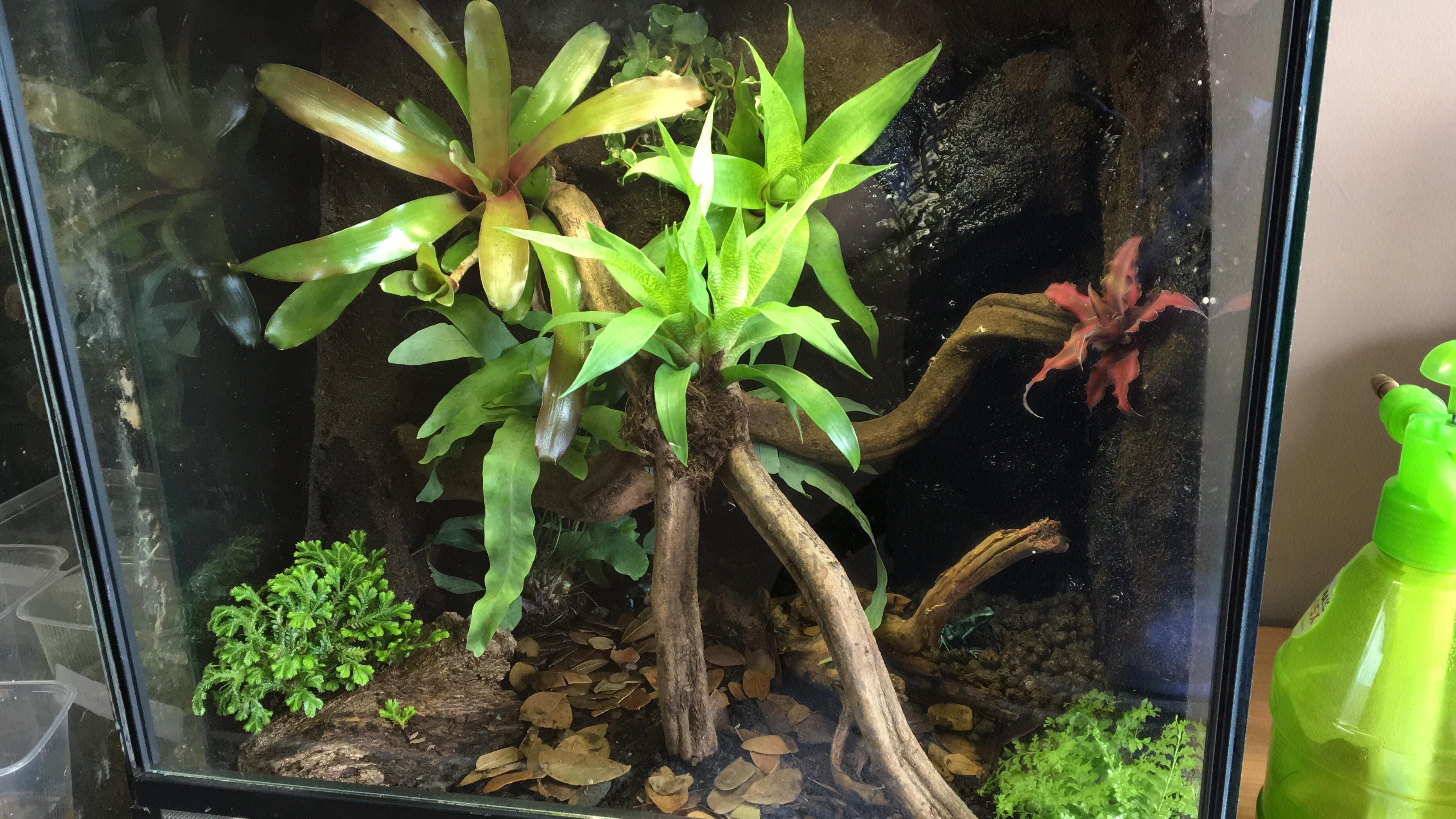 45*45*45 (cm) tank for my breeding couple of D. Auratus el Cope | Scrolller