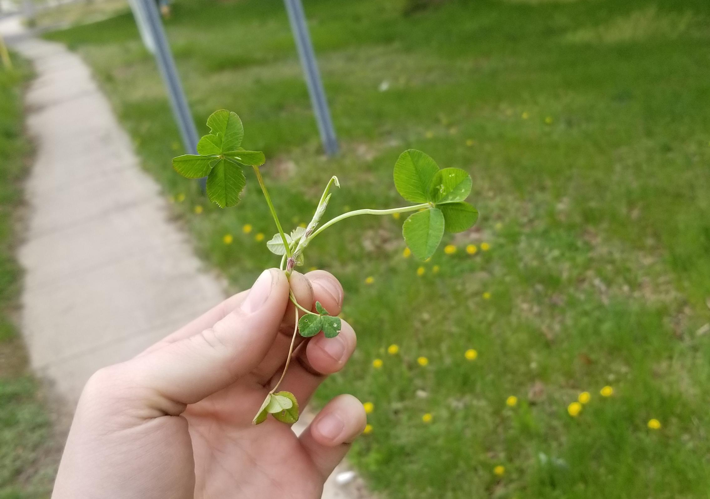 5 leaf clover attached to a 4 leaf clover | Scrolller