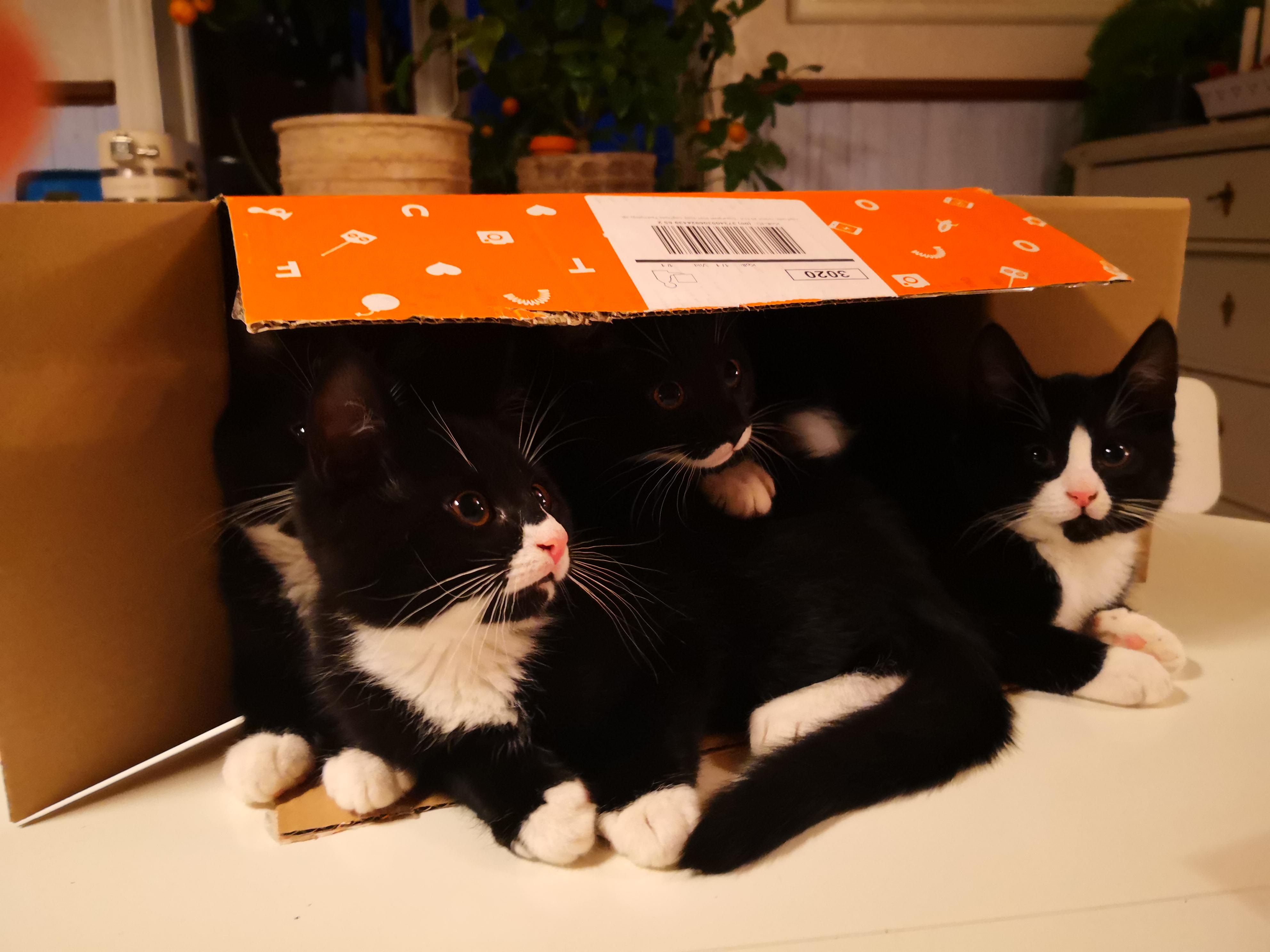 5 mini cats in a shoe box! :) | Scrolller