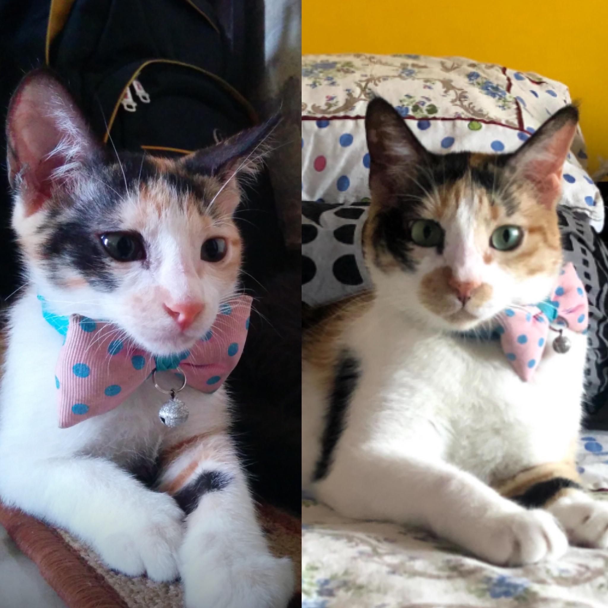 5 years and still rocking that bow tie. | Scrolller