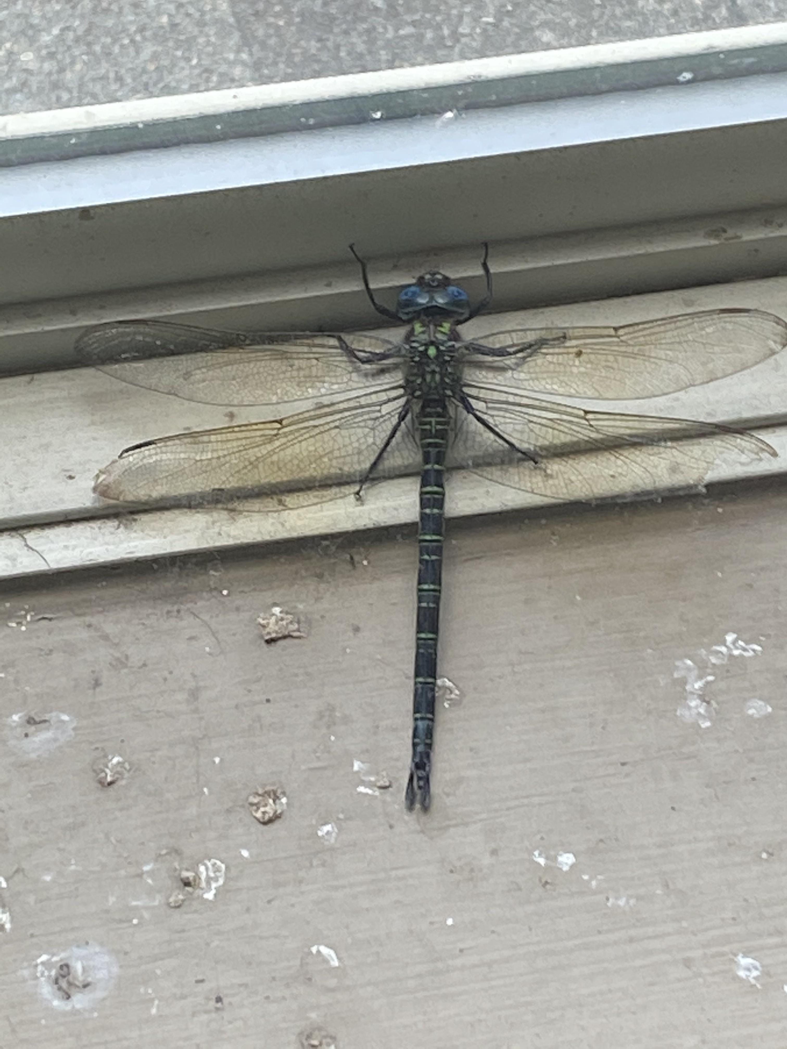 6 inch+ Texas Dragonfly. | Scrolller