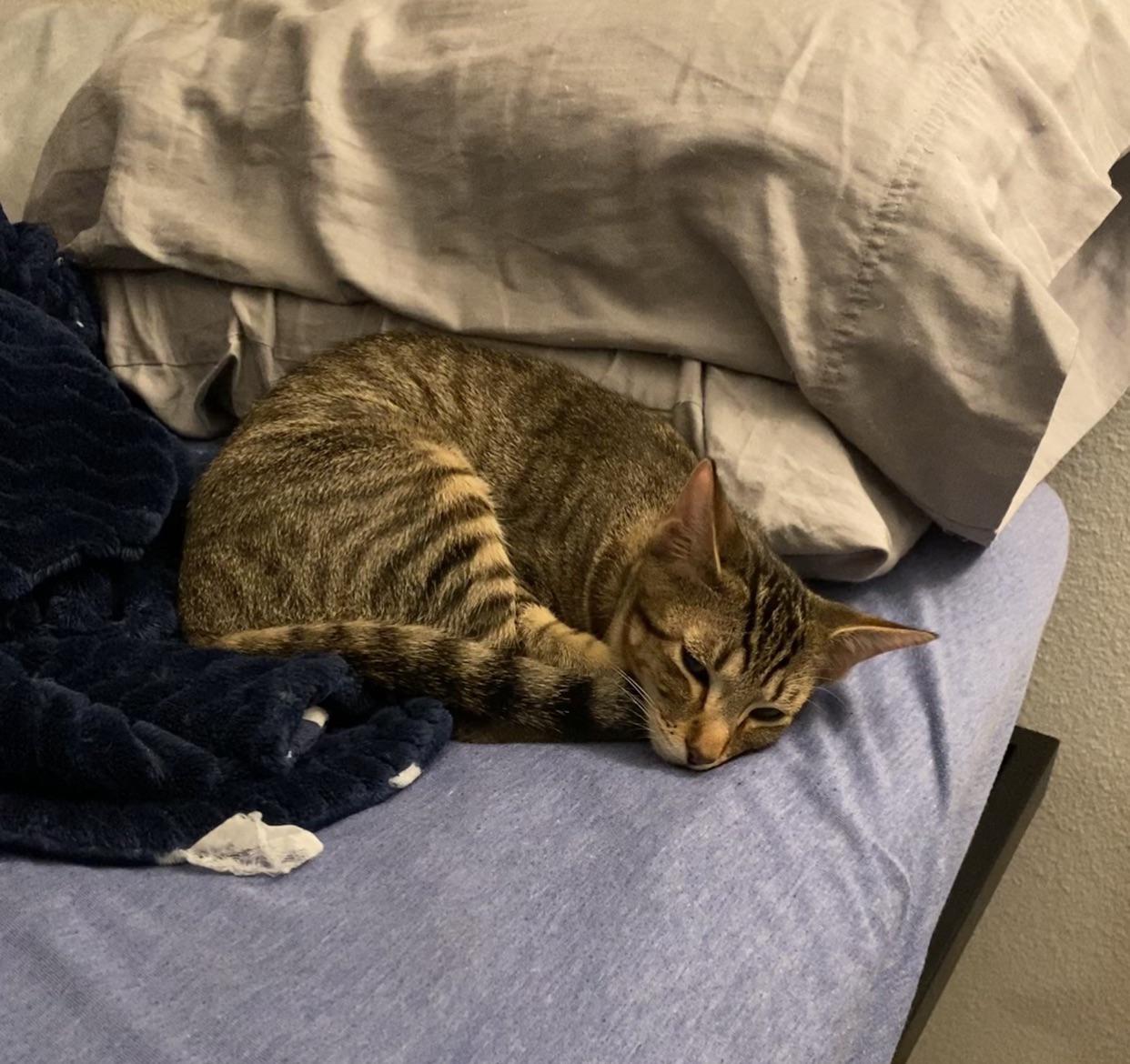 7-Month Standard Issue Sleepy. (Warning: she disapproves of being woken up) | Scrolller