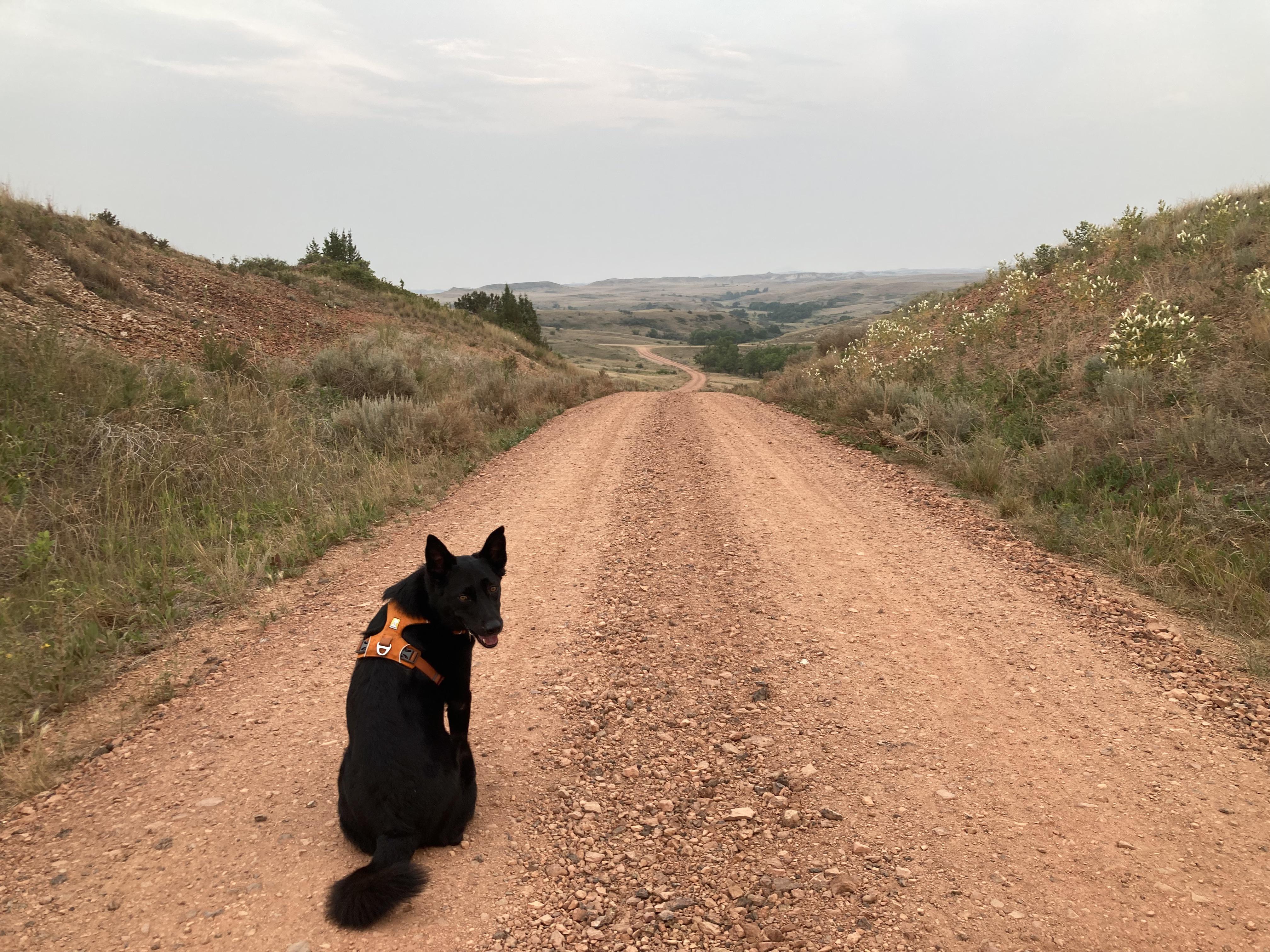 8 miles of empty dirt roads with the pup | Scrolller