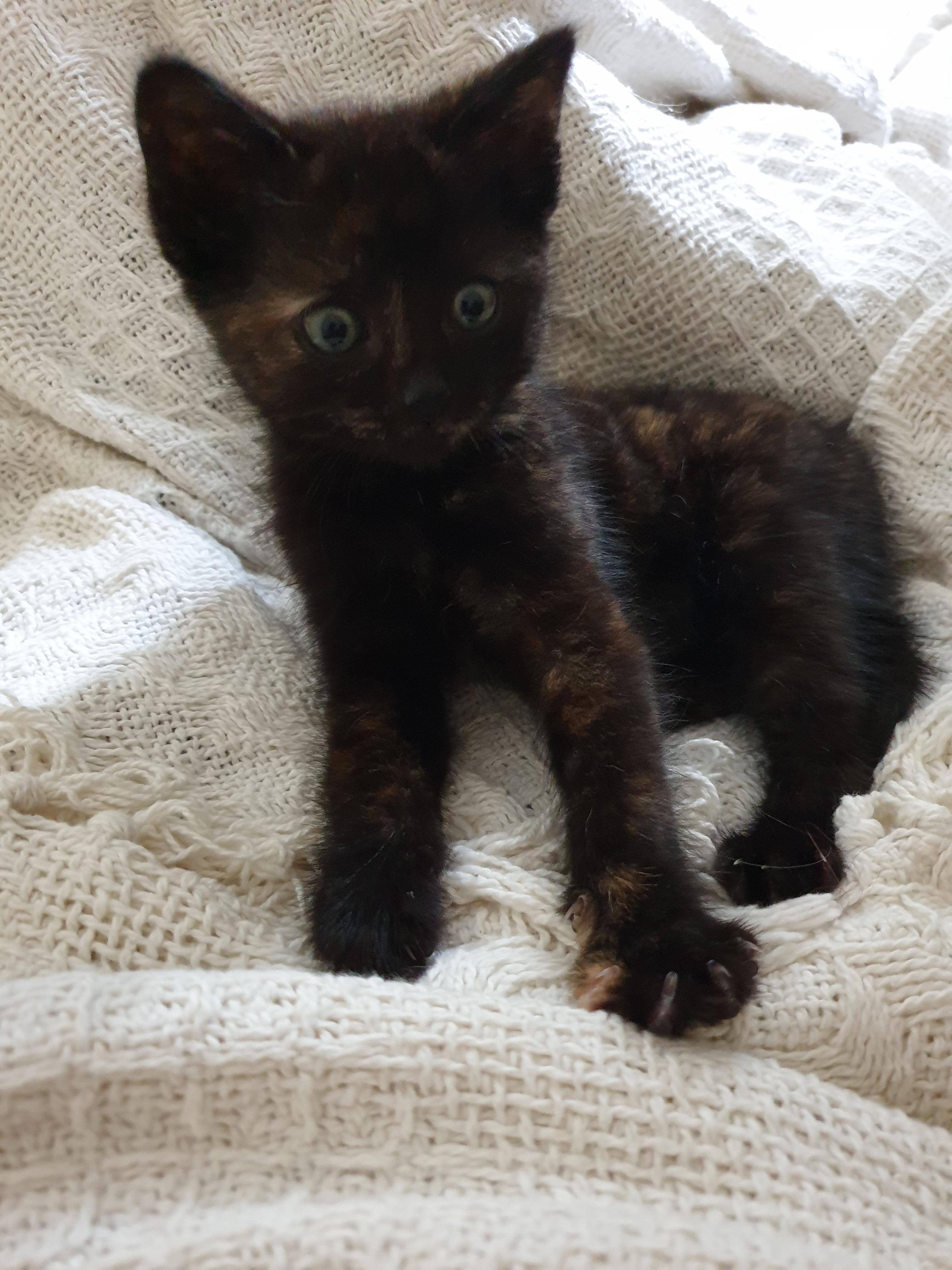 8 week old murder mittens | Scrolller