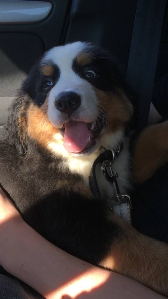 9 week old berner | Scrolller
