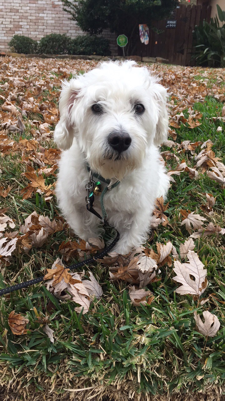 9 years old and still a heckin cute pupper | Scrolller