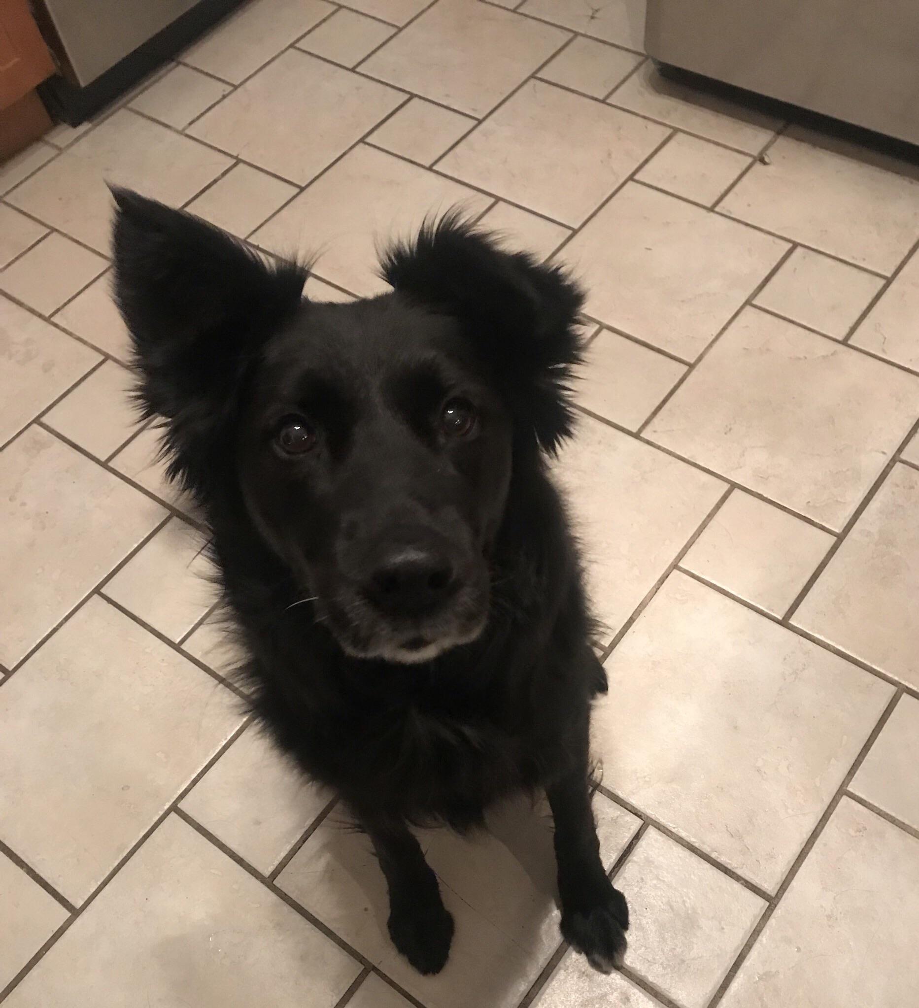 9 years old, still has one floppy ear. | Scrolller