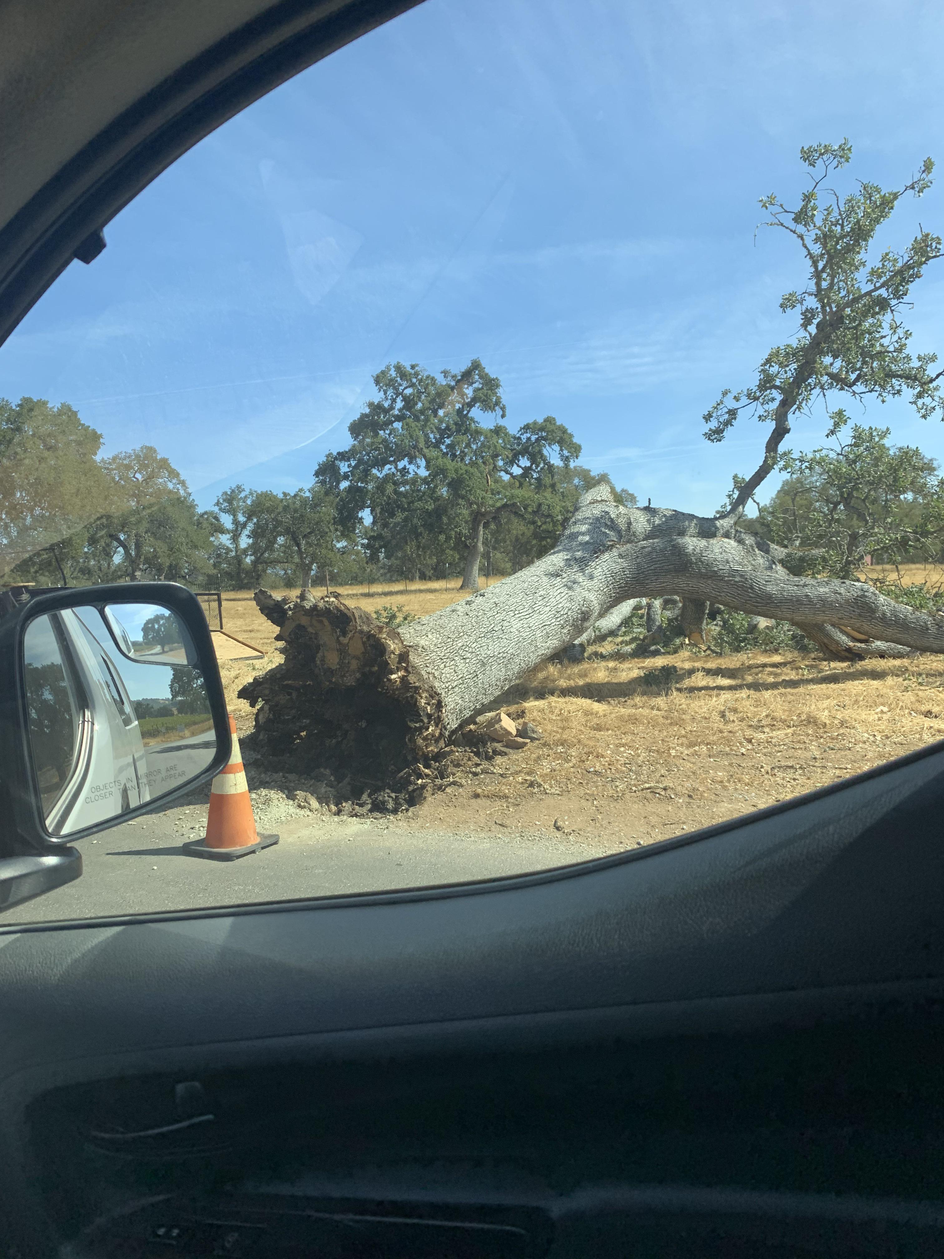 A 500 year old oak tree my HOA just tore out, for a city bus stop | Scrolller