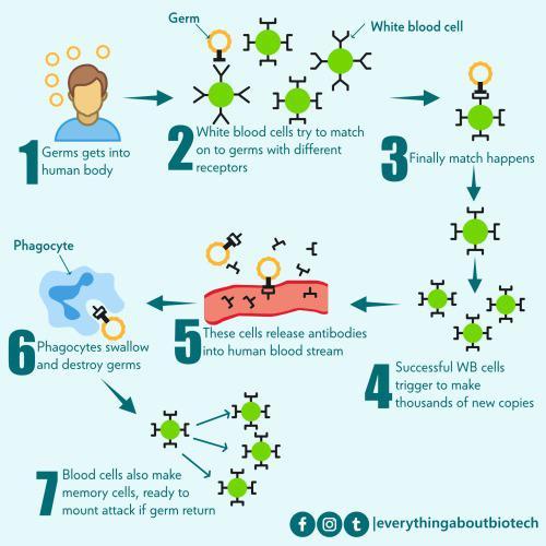 A 7-Step Guide to Immunity | Scrolller