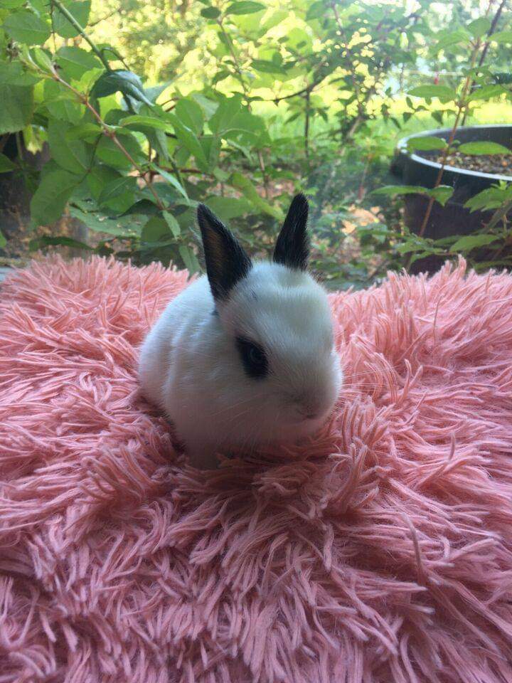 A baby photo of my bun before I got her | Scrolller