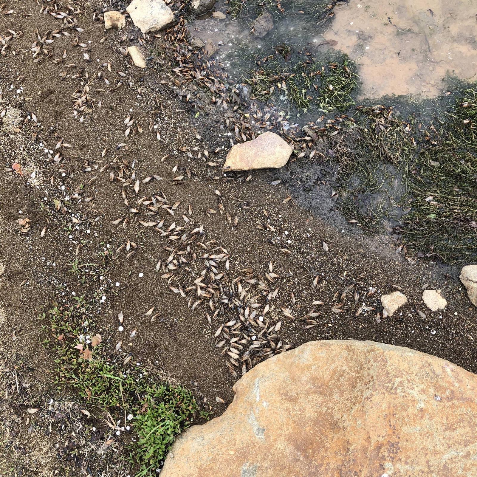 A beach full of dead Brood X Cicadas in New Jersey | Scrolller