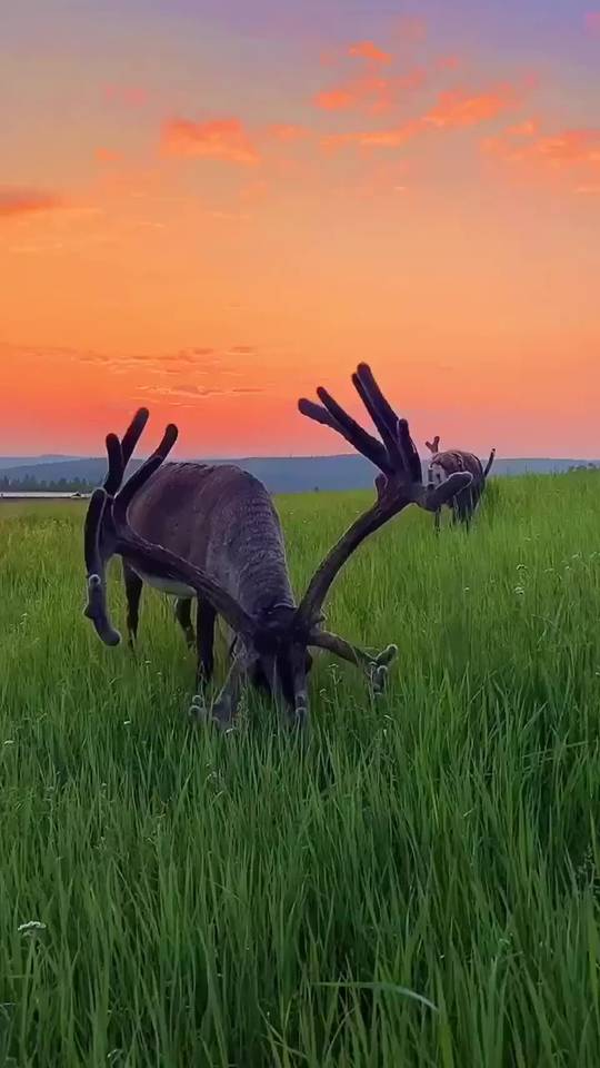 A beautiful elk enjoying grass in the early morning | Scrolller
