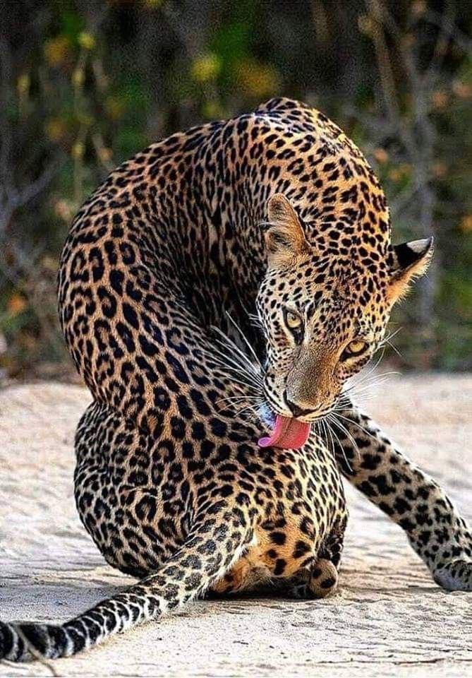 A Beautiful Leopard | Scrolller
