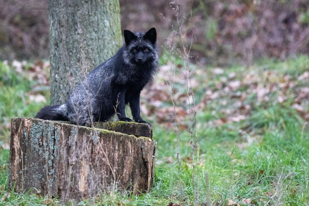 a beautiful silver fox | Scrolller