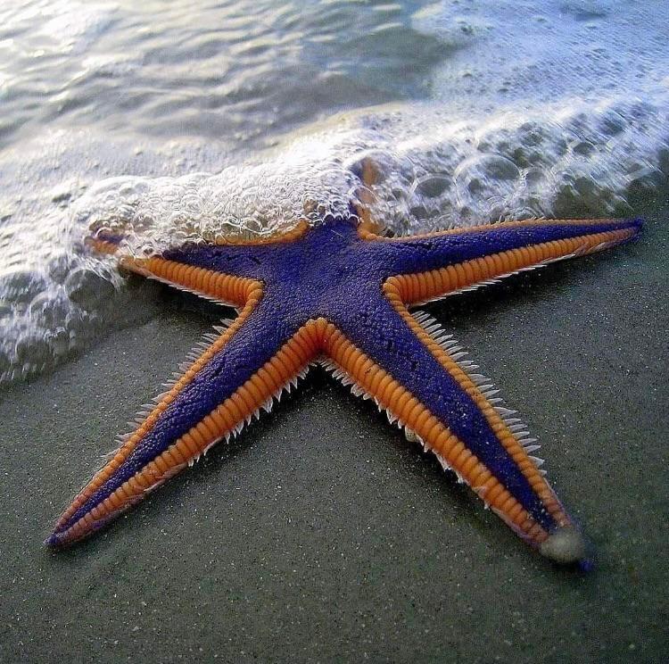 A beautiful starfish | Scrolller