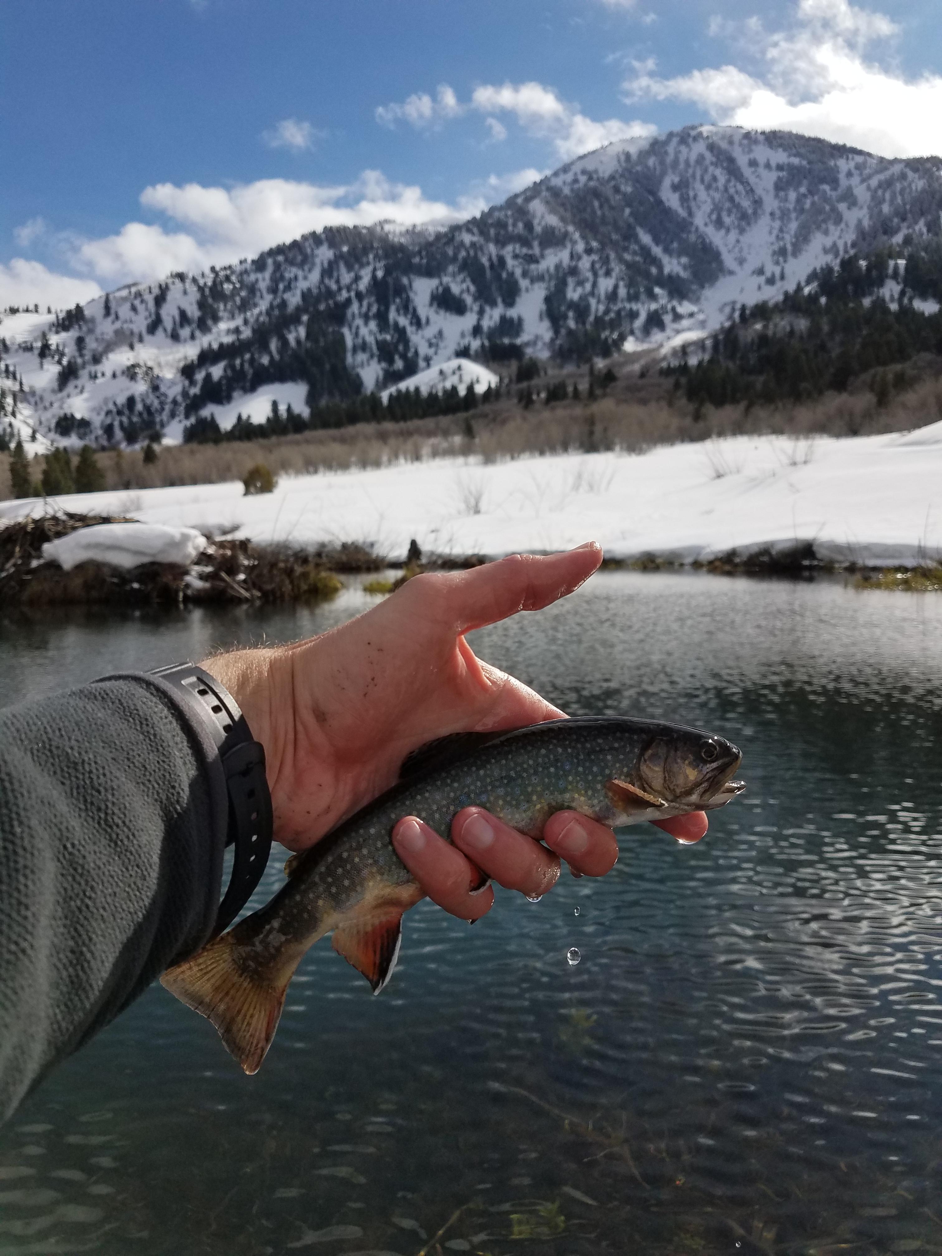 A beaver pond brook trout from yesterday | Scrolller
