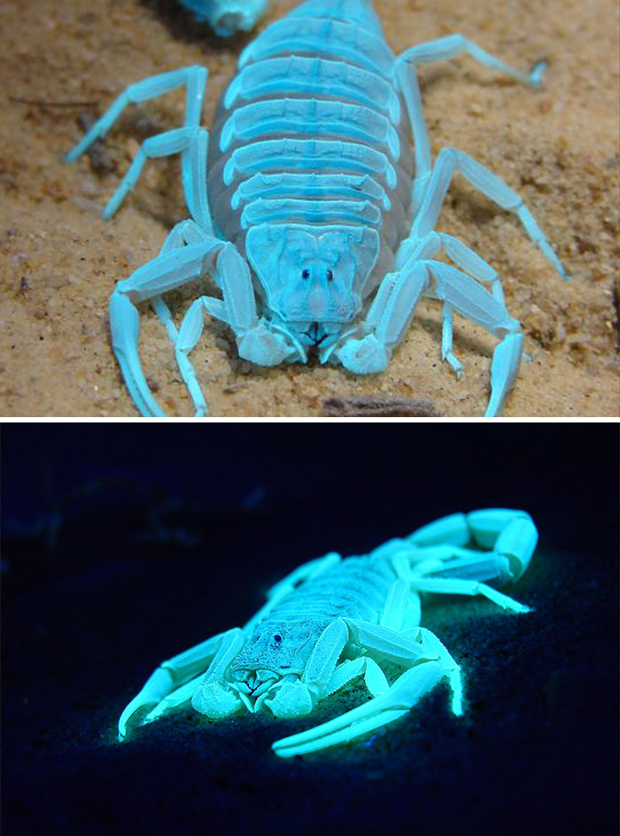 a biofluorescent scorpion! | Scrolller