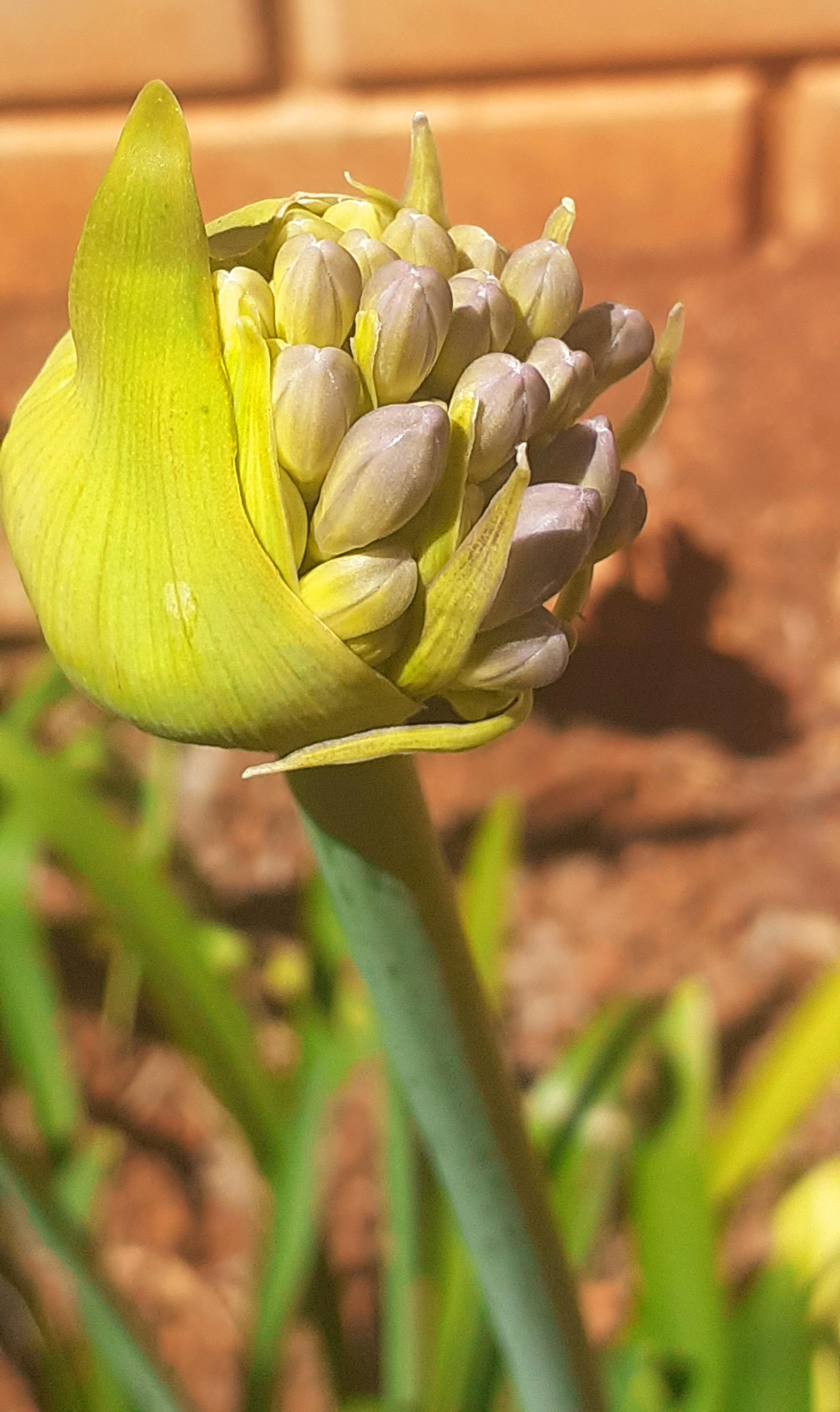 A budding extrodinary machine | Scrolller