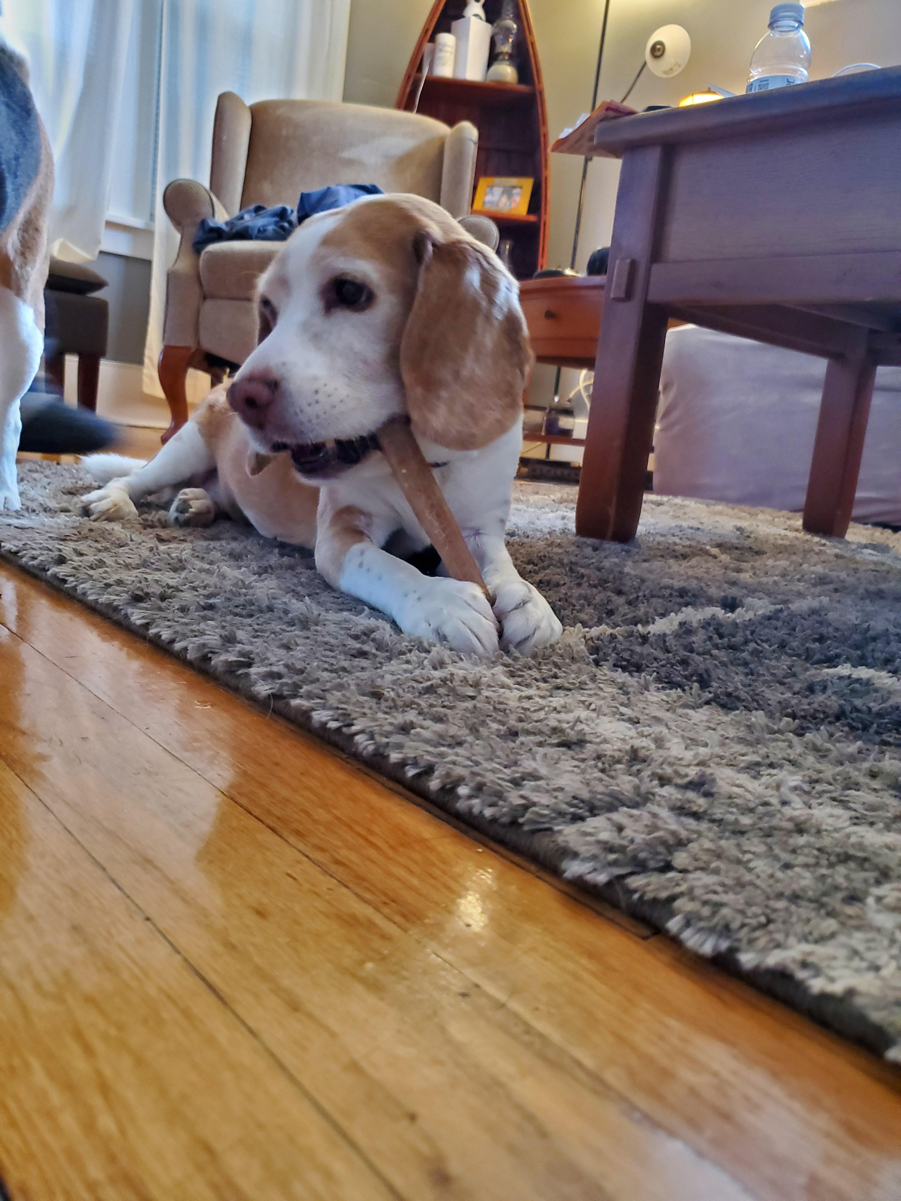 A bully stick as big as the beagle chewing it. | Scrolller