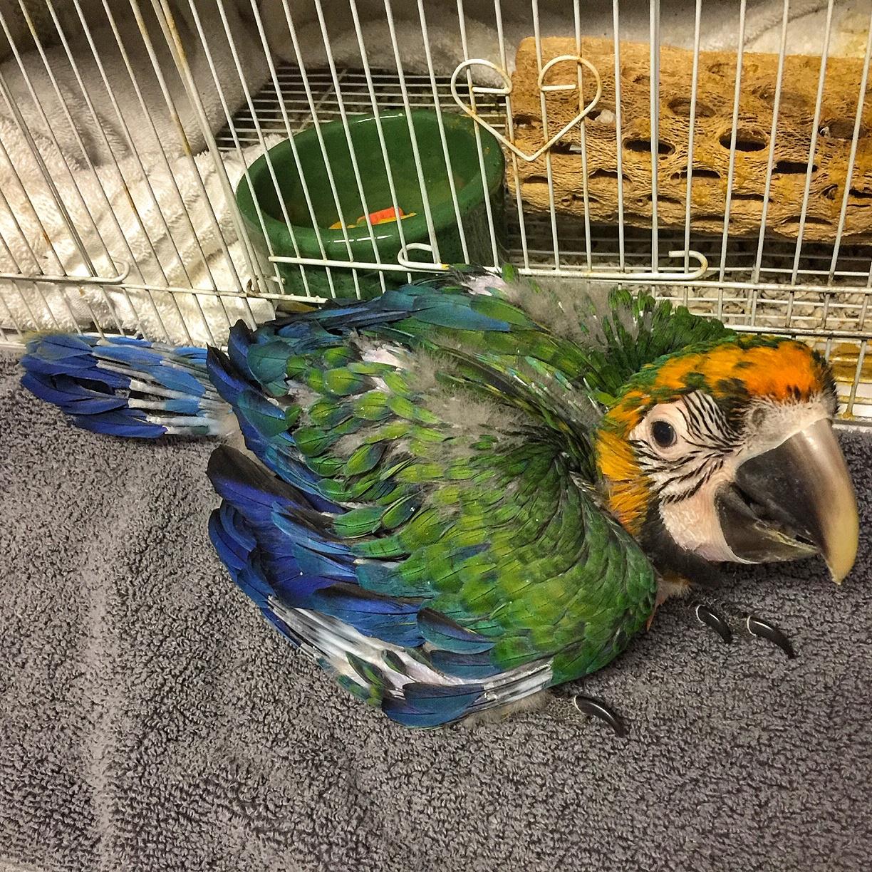 A Catalina Sunset!! A new Hybrid Macaw only at CENTURION Aviaries | Scrolller