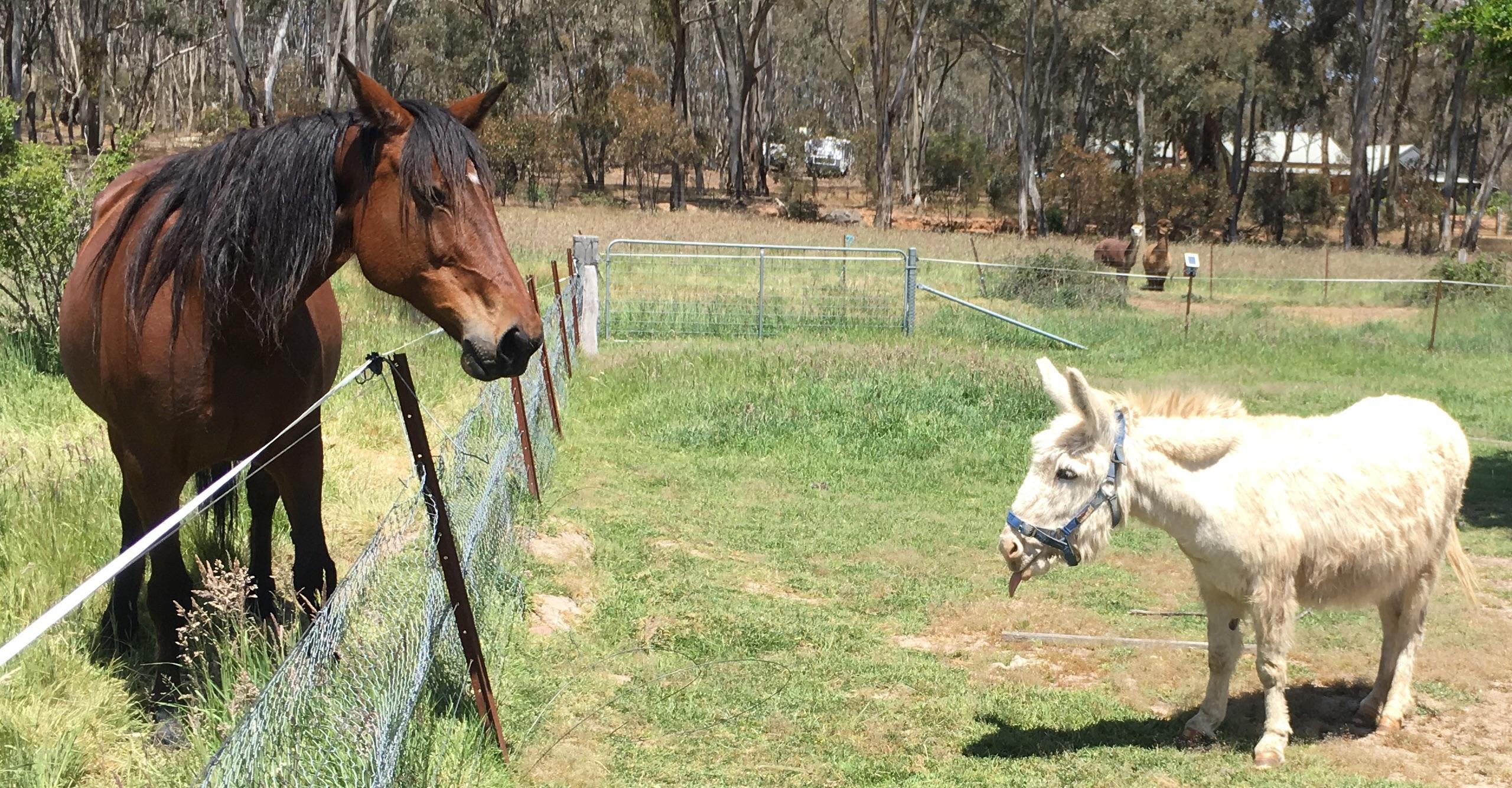 A cheeky donkey poking her tongue out at her much bigger friend | Scrolller