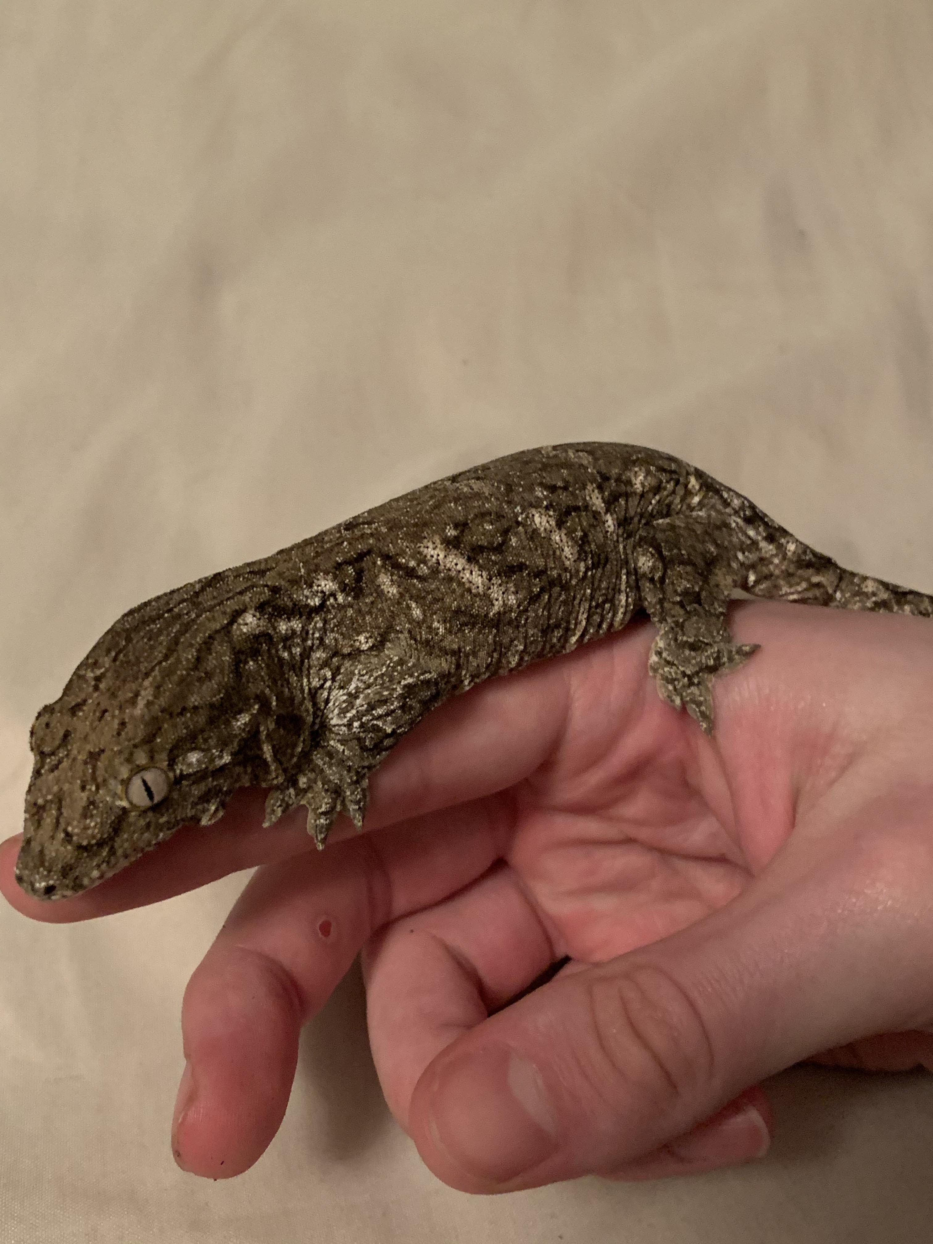 A chonky beauty | Scrolller