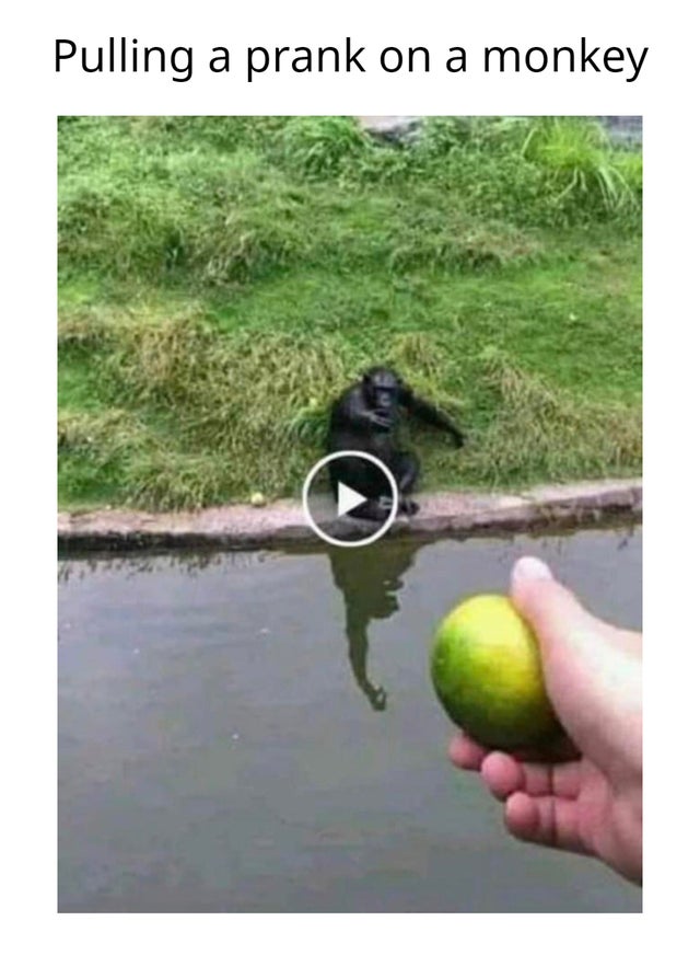 A dank prank | Scrolller