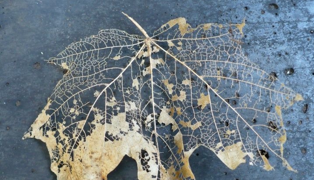 A Decaying leaf | Scrolller