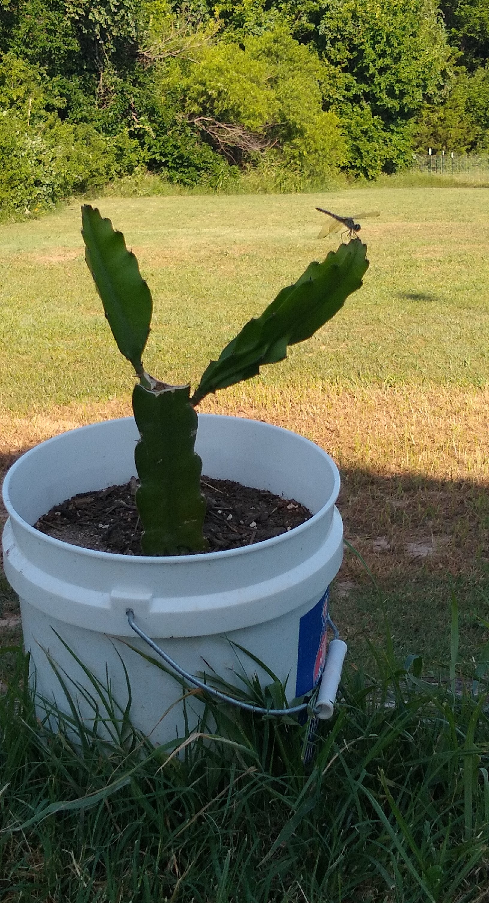 A dragon fly on my dragon fruit | Scrolller