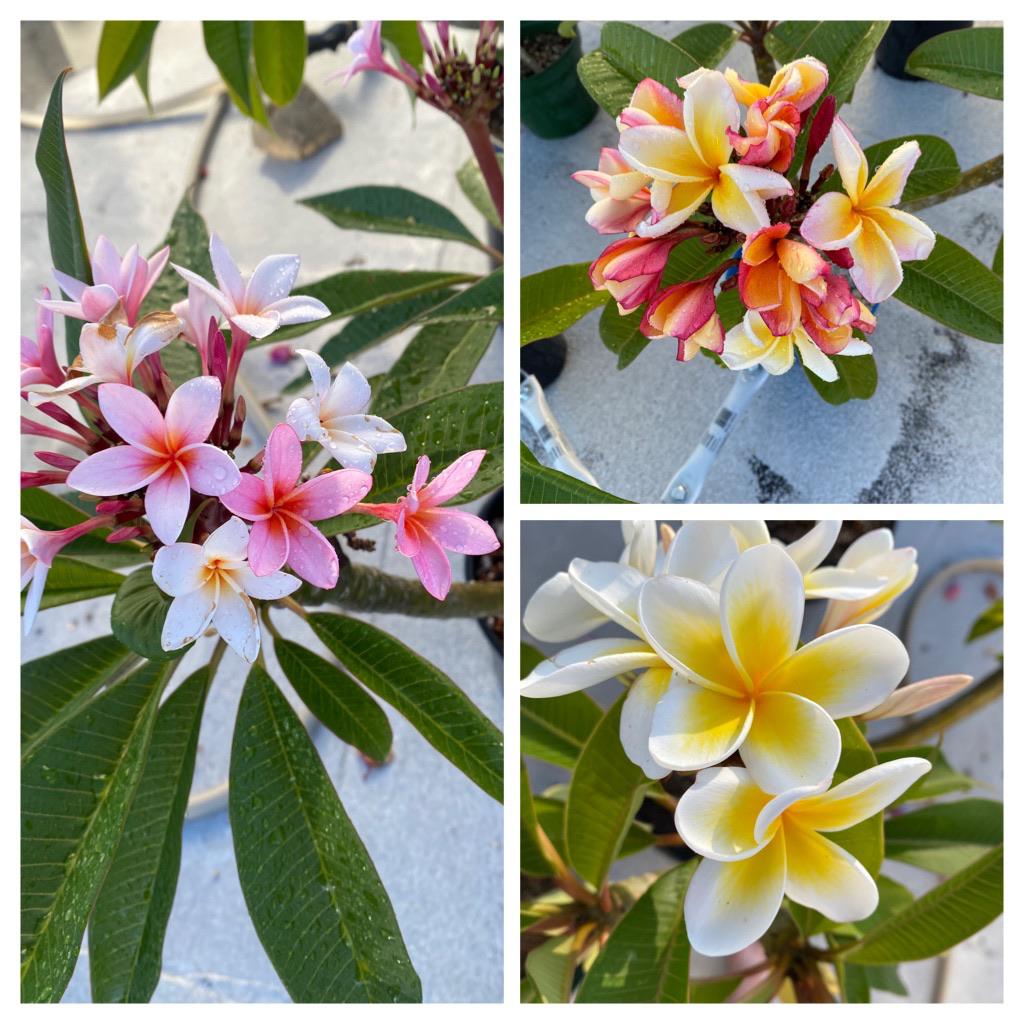 A few new beautiful blooms! | Scrolller