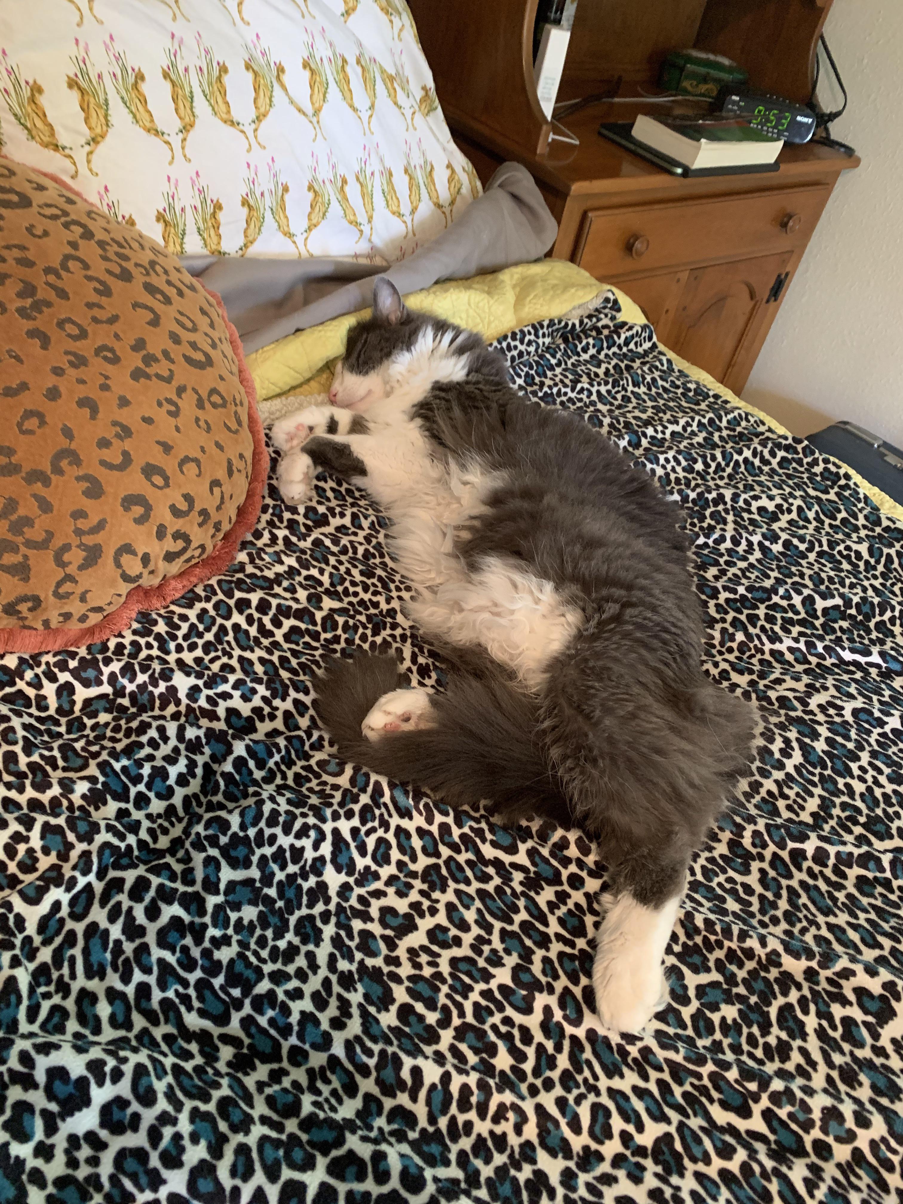 A floofy nappy boy | Scrolller