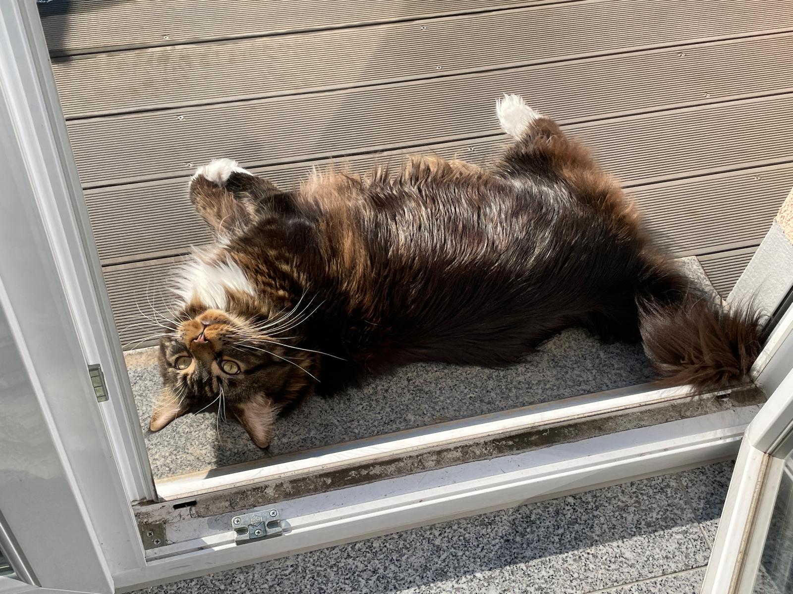 A fluffy boi enjoying the sun ☀️ | Scrolller