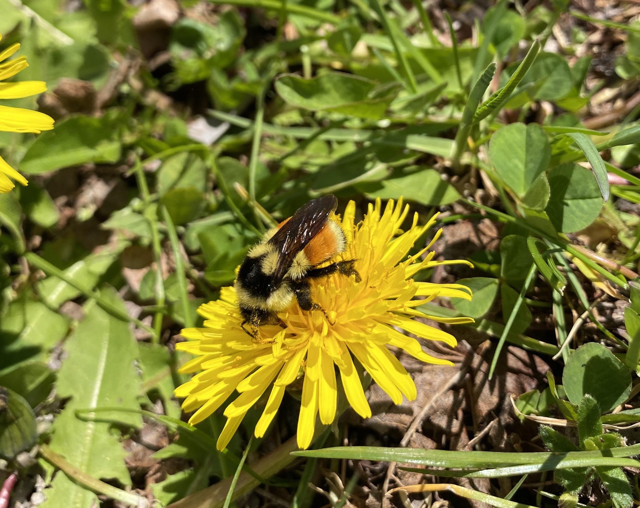 A friendly bee | Scrolller