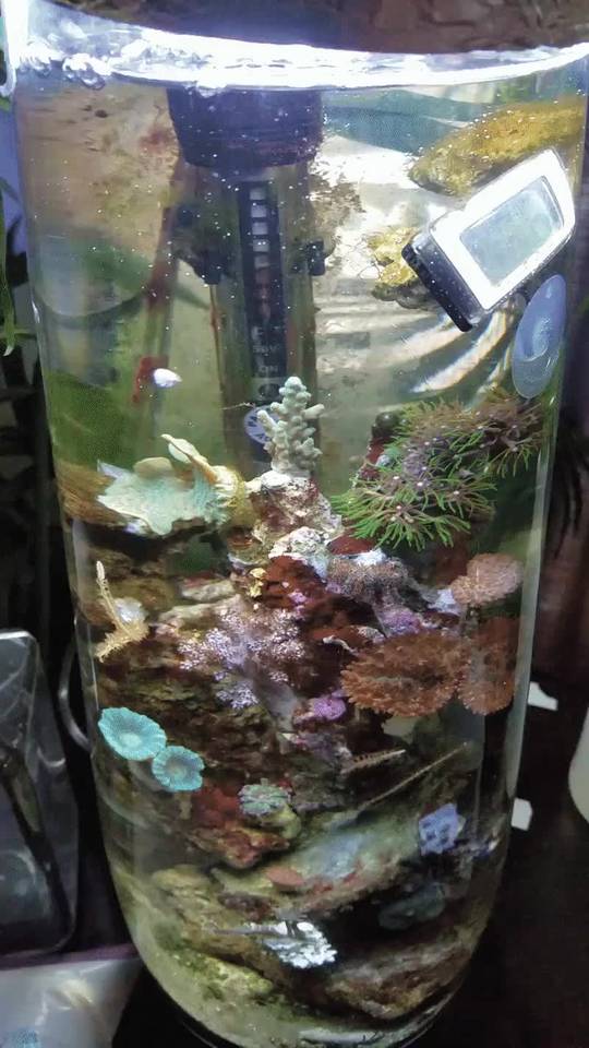 A GIF of my Pico Reef :) | Scrolller