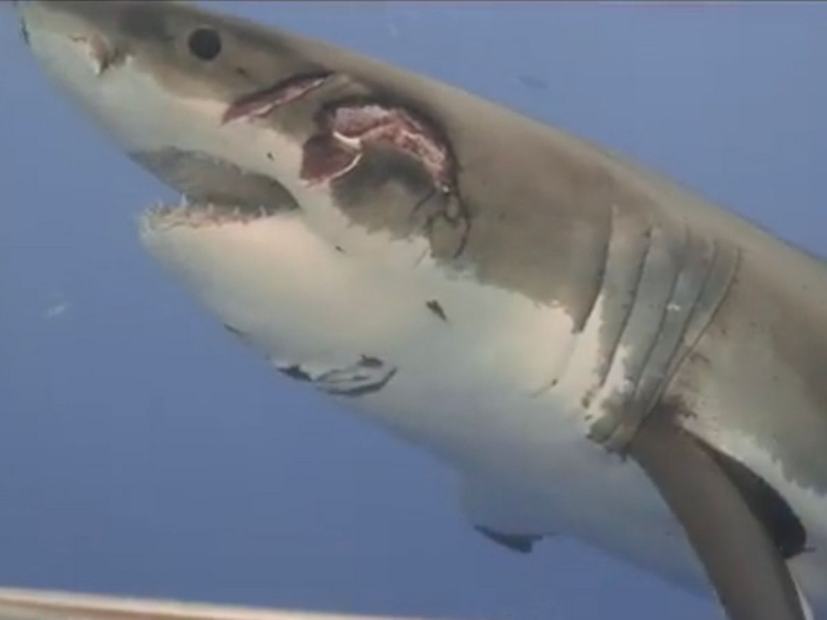 A great white shark bitten on the face by a larger predator, presumably another shark | Scrolller