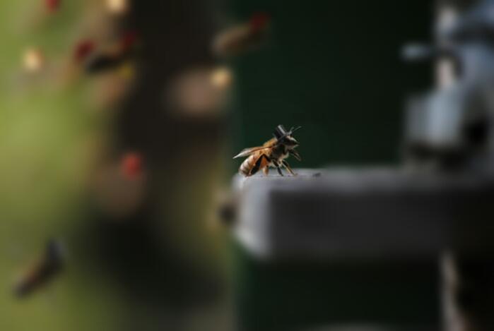 A Group of Fancy Fellows, at Their Hive. | Scrolller