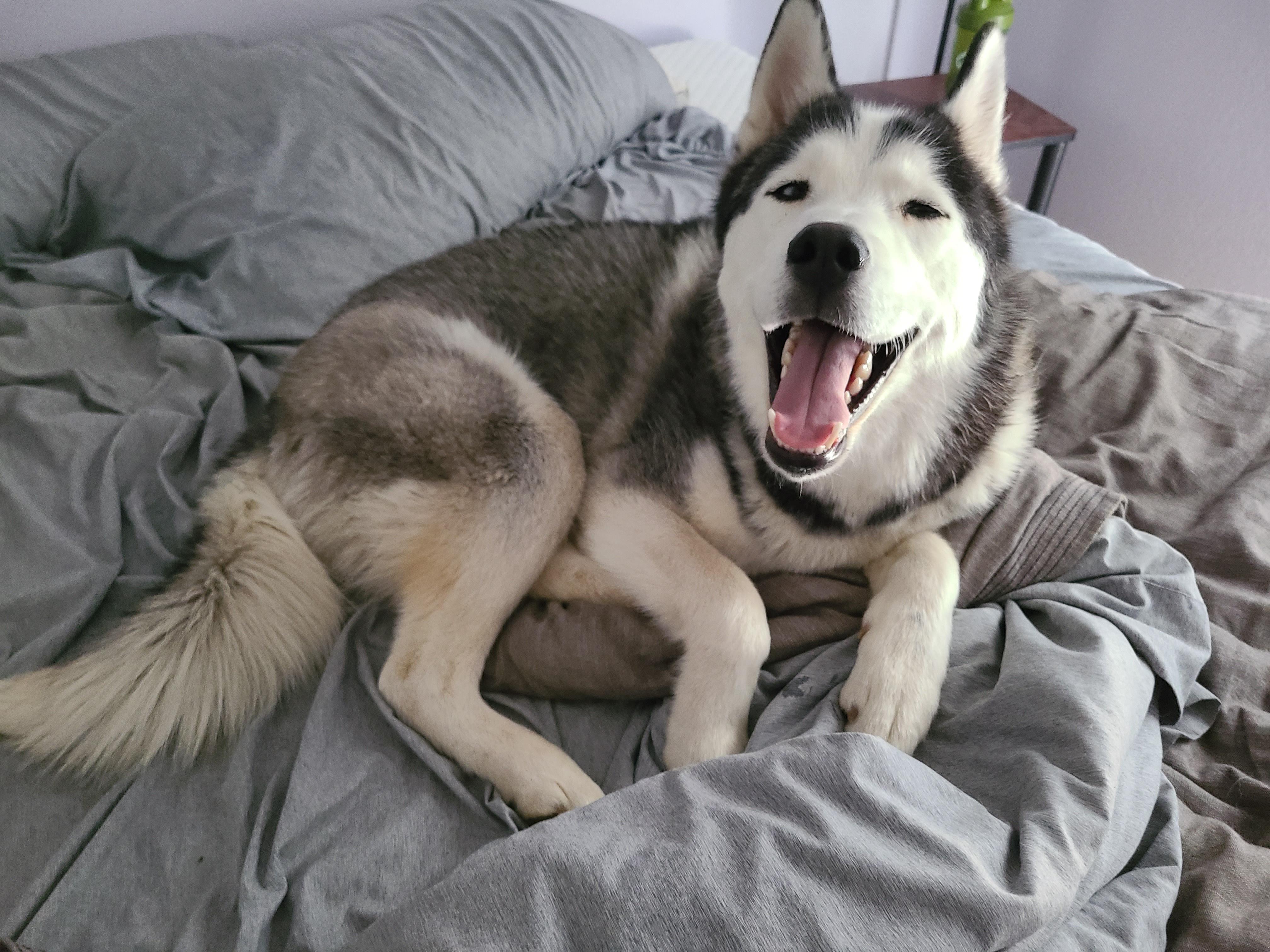 A happy Husky! | Scrolller