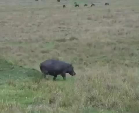 a hippo on dry land makes easy prey | Scrolller