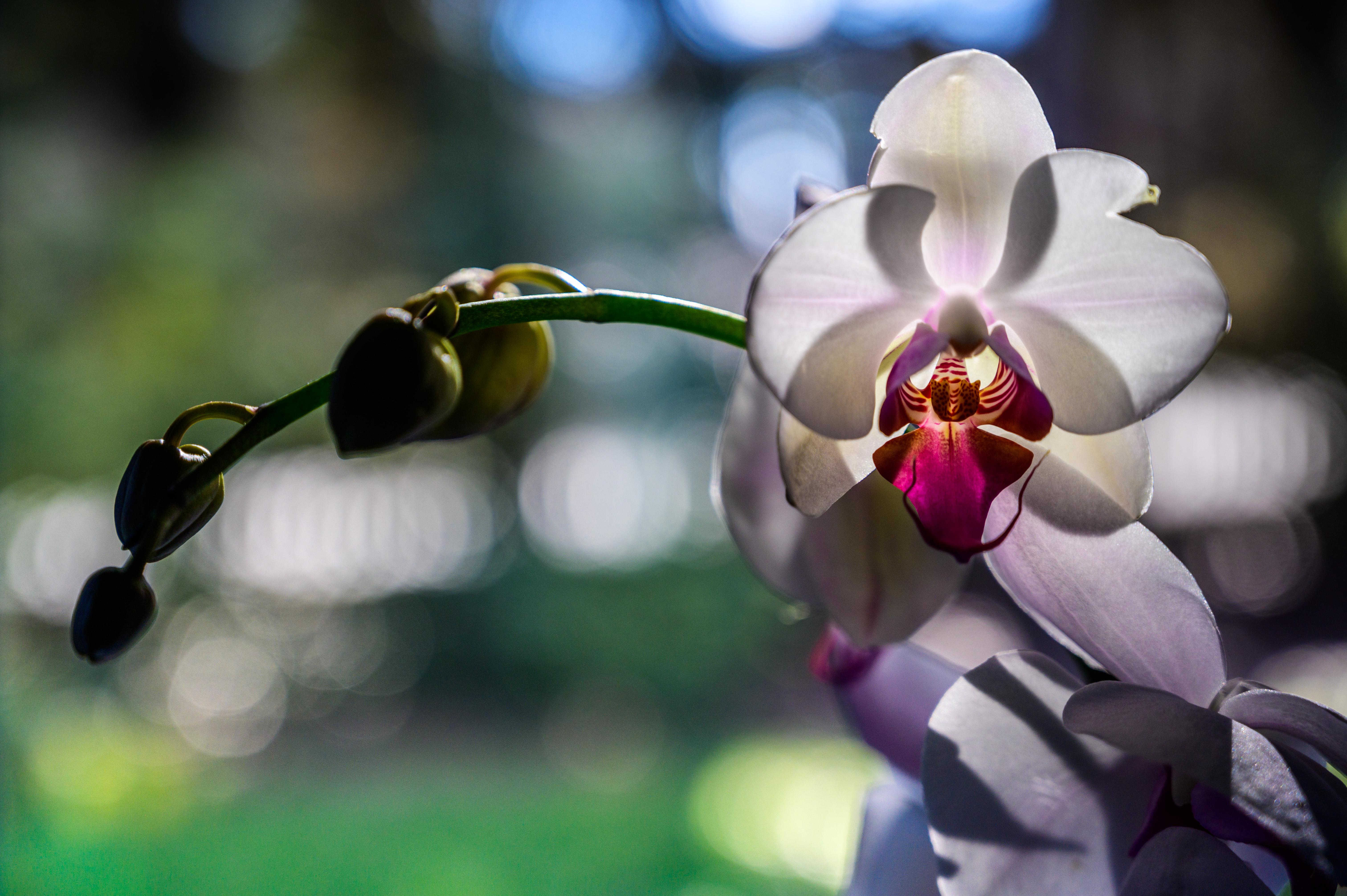 A holiday orchid | Scrolller