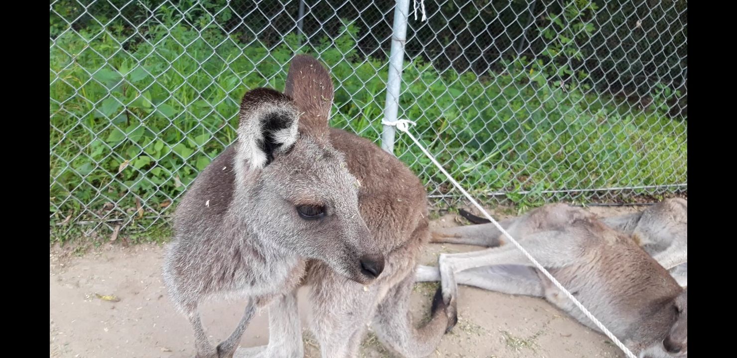 A kangaroo in a NSW zoo | Scrolller
